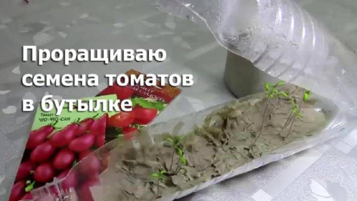 Быстрый и проверенный способ проращивания  семян томатов в бутылке.