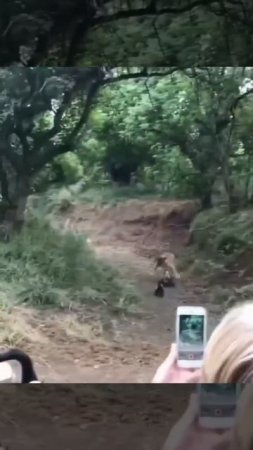 leaopards got attacked and scared by the mongoose #leopard  #mongoose #shorts