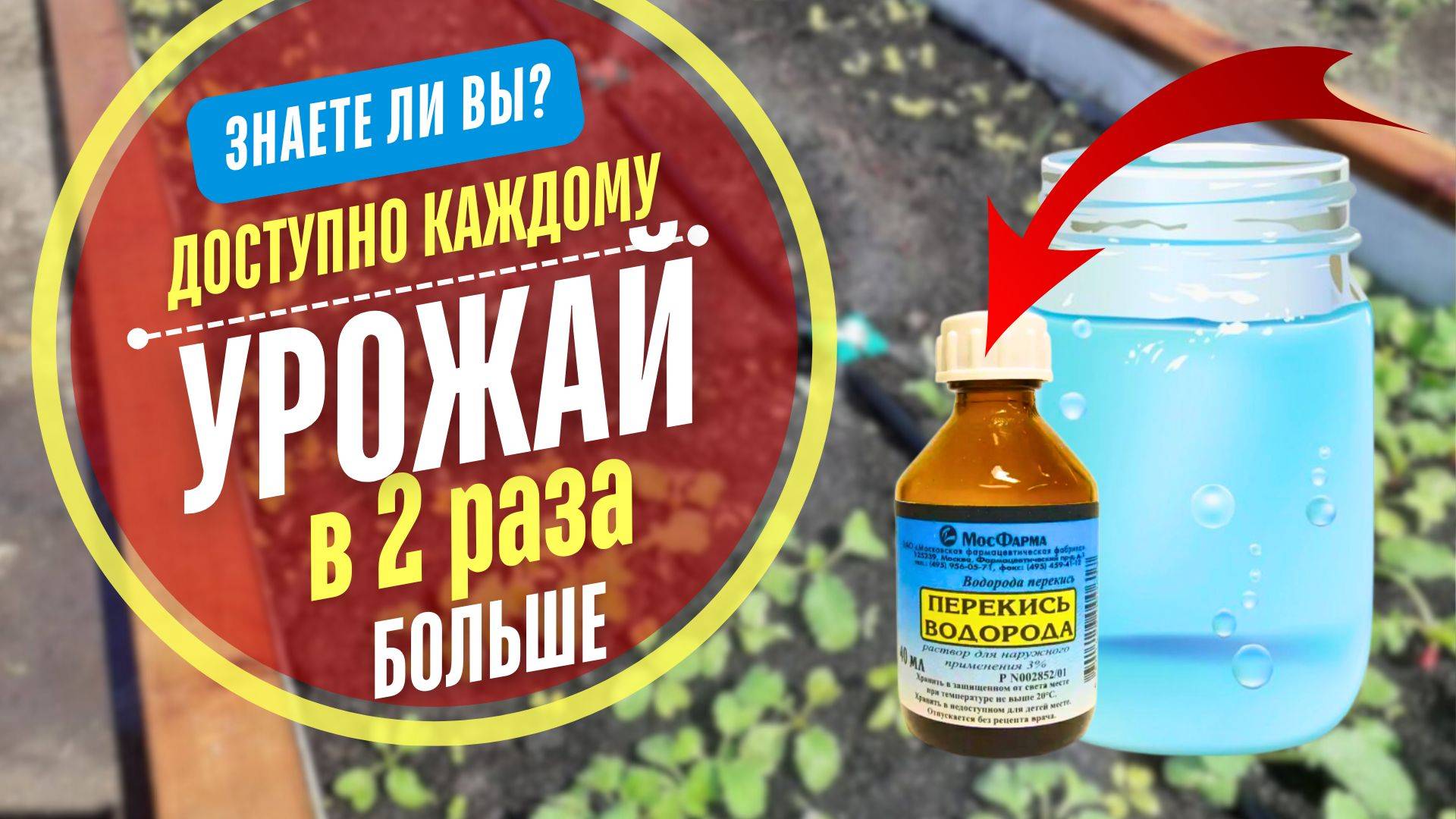 🌱💧 Дешево vs Дорого: Чудо-средство. Рассада гуще и сильнее