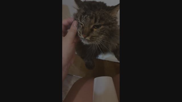 Котик Митя