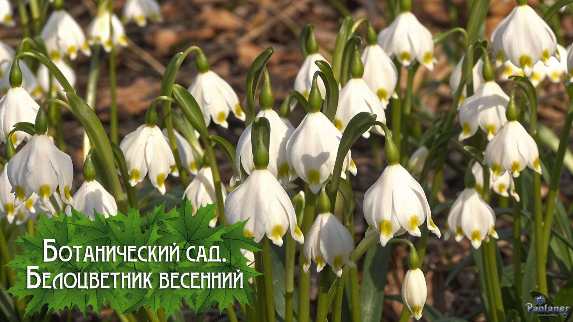 Ботанический сад. Белоцветник весенний (2025)