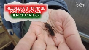ЧЕМ ОБРАБОТАТЬ ЗЕМЛЮ  В ТЕПЛИЦЕ ВЕСНОЙ ПЕРЕД ПОСАДКОЙ ОТ ВРЕДИТЕЛЕЙ И БОЛЕЗНЕЙ - 10 ПРОСТЫХ СОВЕТ