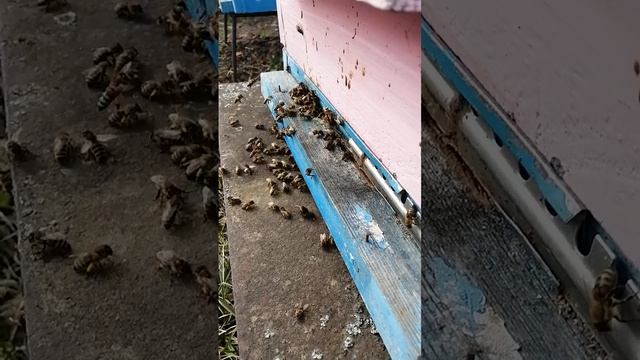 Пчёлы несут пыльцу с орешника