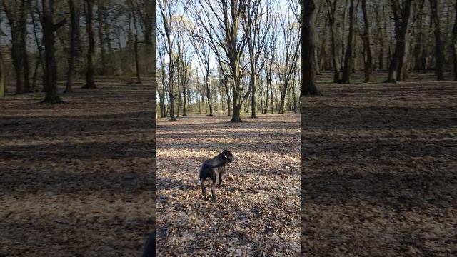 «Сырецкий гай» 04.04.2025 г.