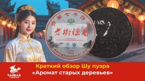 Шу пуэр Пувэнь — «Аромат старых деревьев»