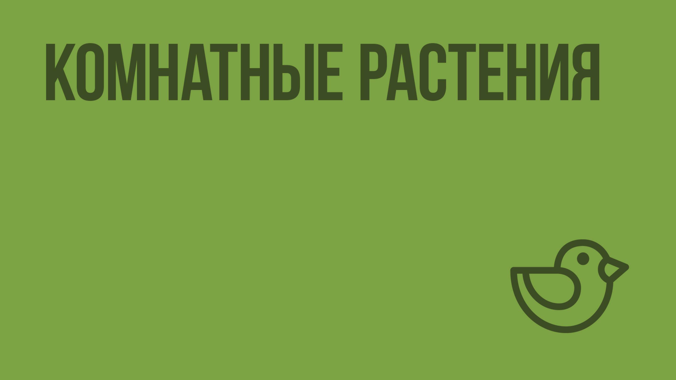 Комнатные растения. Видеоурок по окружающему миру 2  класс