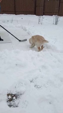 Хочу быть Овечкиным!