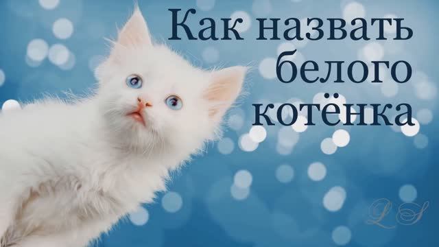 Как назвать белого питомца - обзор