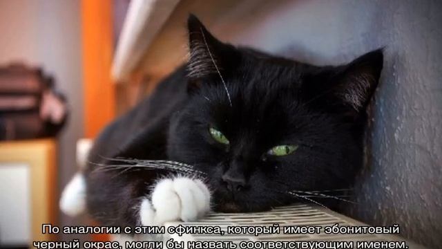 Как правильно назвать черную кошку