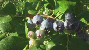 Какая голубика самая полезная