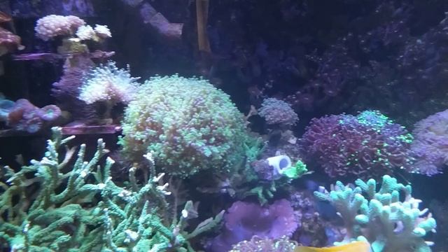Морской аквариум 2 года и 6 месяцев.