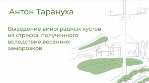 Тарануха А.А_Выведение кустов винограда из стресса
