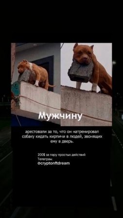 Научил собаку кидать камни #интересныефакты #факты #факт
