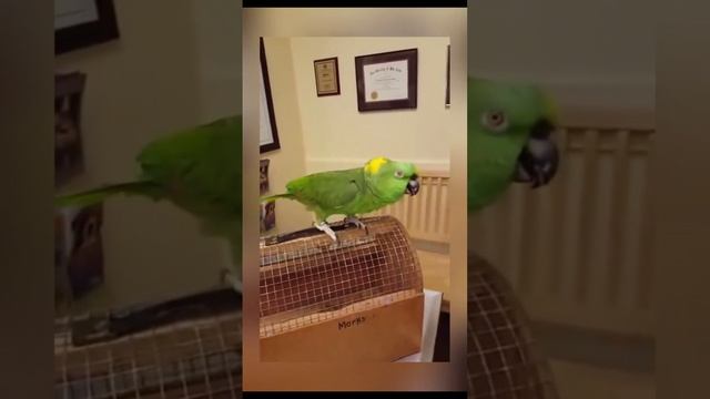 подборка с замечательными попугаями