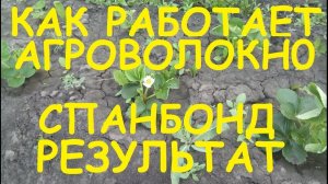 Результат применения агроволокна на клубнике