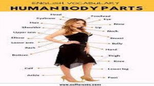 LESSON   ➢    PARTS OF BODY(HEALTH)   🦾🦾🦾