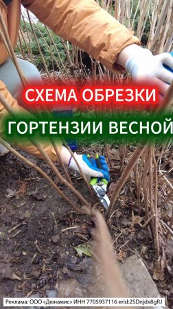 КАК ОБРЕЗАТЬ ГОРТЕНЗИЮ АННАБЕЛЬ ВЕСНОЙ