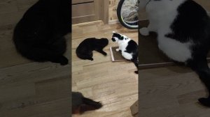 коты против кошачьей мяты
