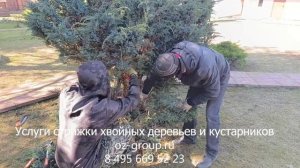Заказать услуги обрезки хвойных деревьев и кустарников. Выезд агрономов по Москве и области. Звоните