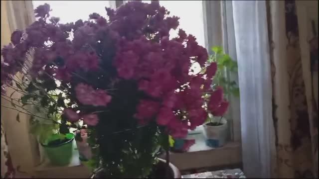 Архив. Зять с уловом! Пересаживаю цветы с огорода в горшки