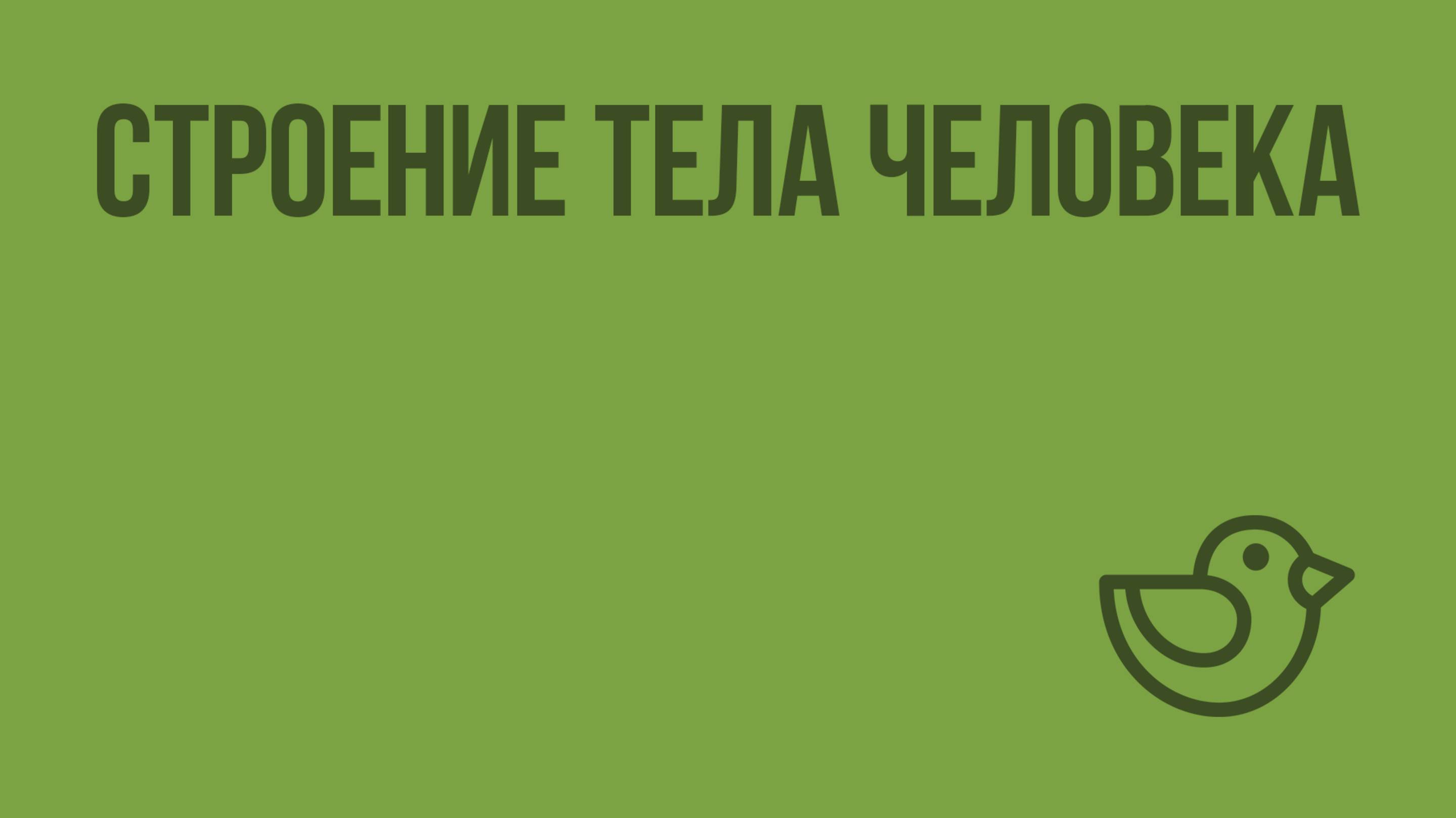 Строение тела человека. Видеоурок по окружающему миру 2  класс