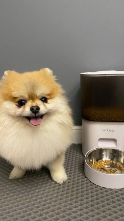 Заботьтесь о своих питомцах с автоматической кормушкой и поилкой 2 в 1 Rombica myPet Jerry!