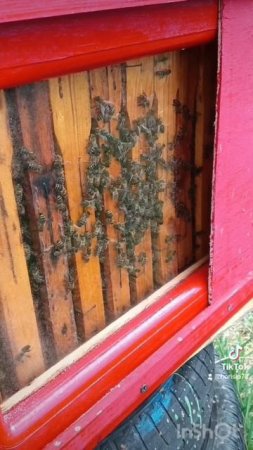 🐝🐝🐝🐝🐝 моё детище 🐝🐝🐝🐝🐝