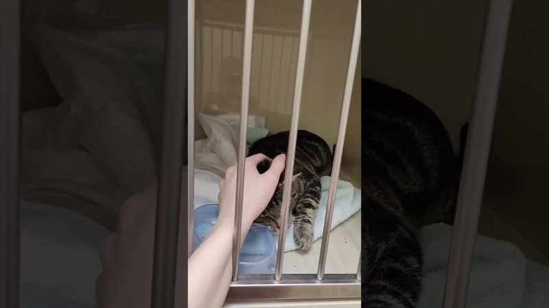 Котик в стационаре #ветклиникакосточка