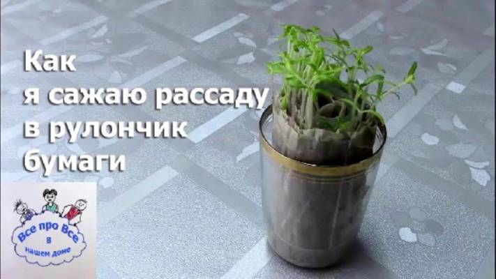 Неприхотливый способ посадки рассады помидор в рулончик бумаги.