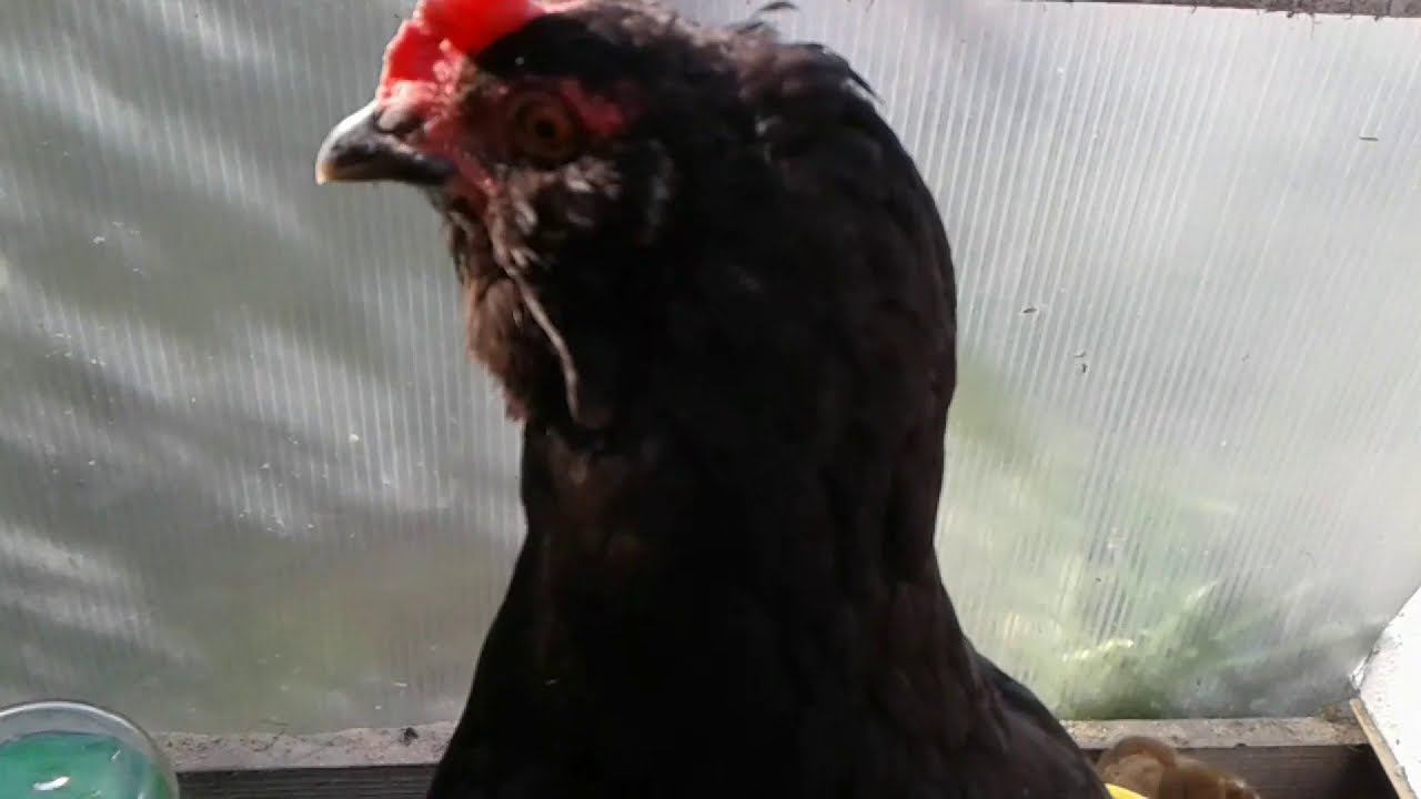 С чего начать прогулку цыплят? #цыплята #прогулка #chikens #broodyhen #наседка #брудер