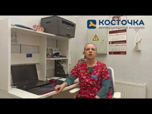 Пищевая аллергия у собак и кошек