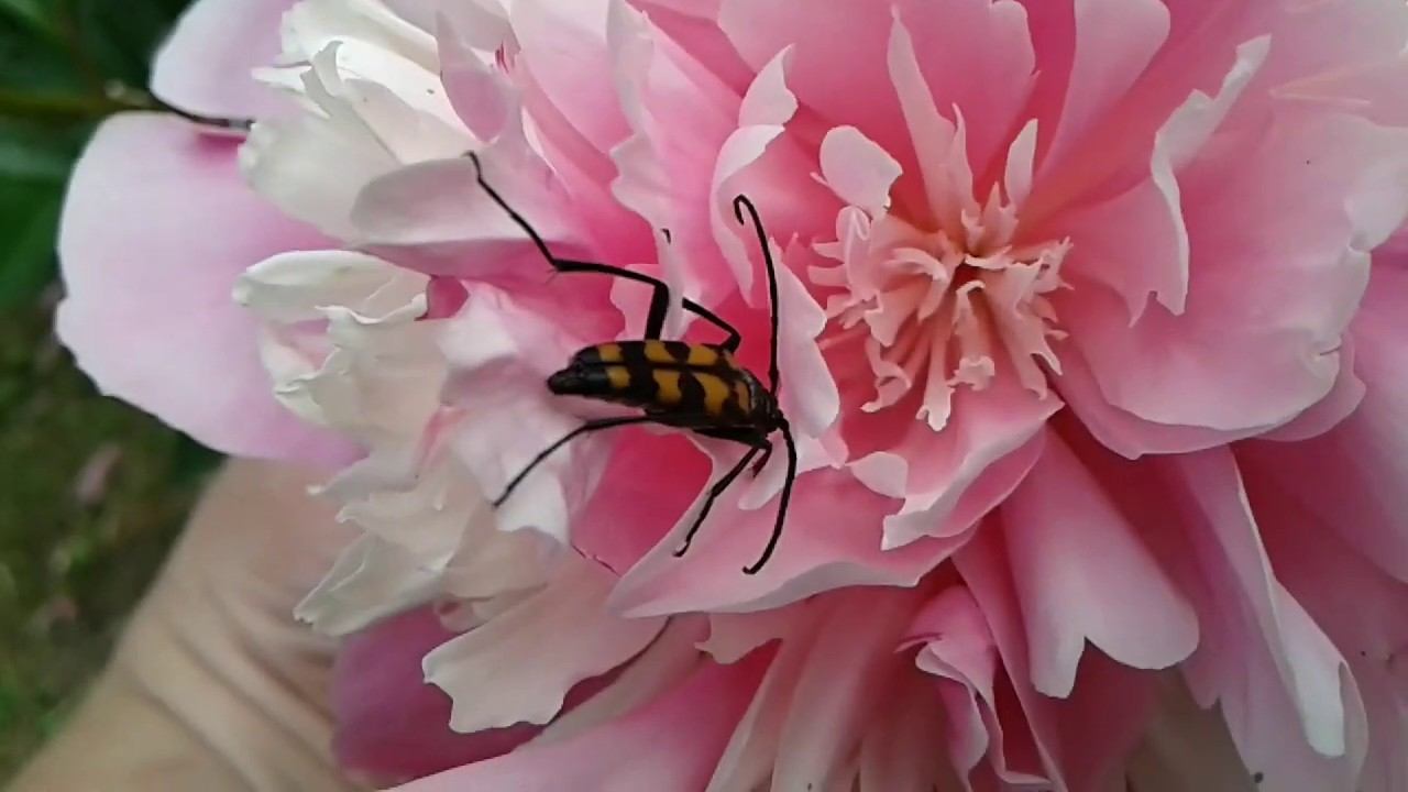 Вредители огородаПионы цветут #пионы #котята #огород #peonies #kitten #mypet #моипитомцы #garden
