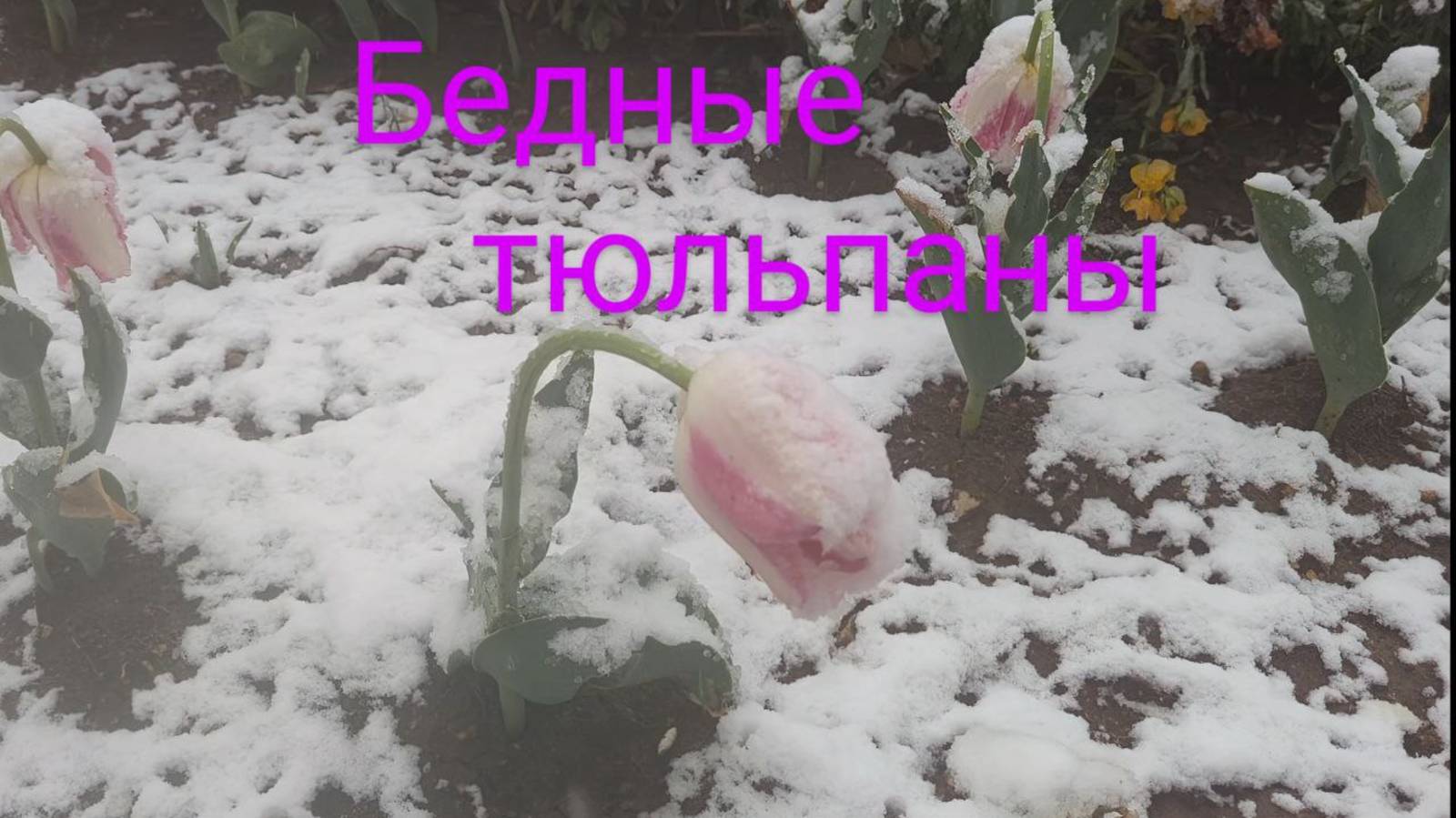 Жесть, Евпаторию в апреле засыпало снегом, я такого в своей жизни не видел! Тюльпаны под снегом!!!