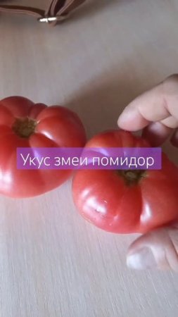 томат УКУС ЗМЕИ .