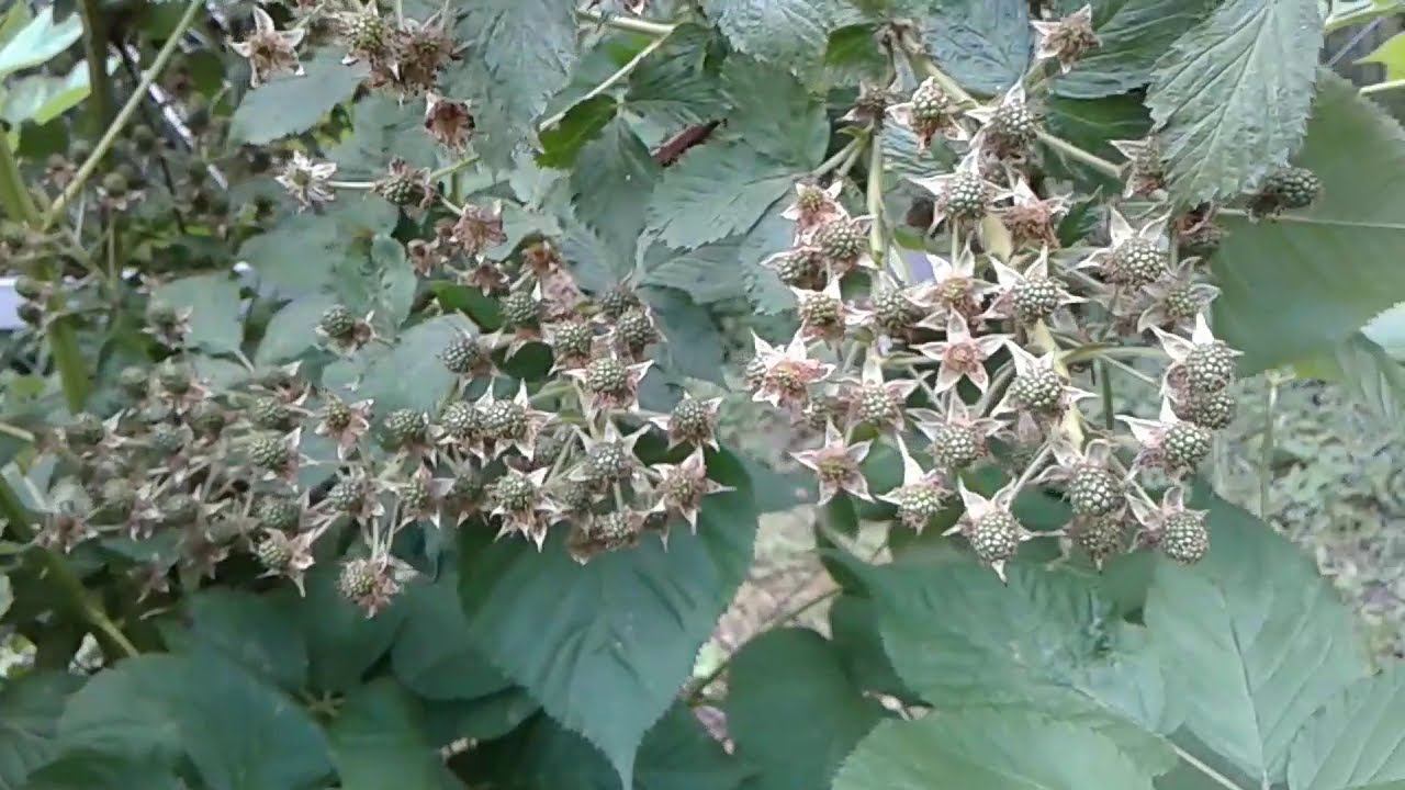 Ежевика в июле Когда обрезать ежевику #blackberry #ежевика #обрезка #садоводство #gardening