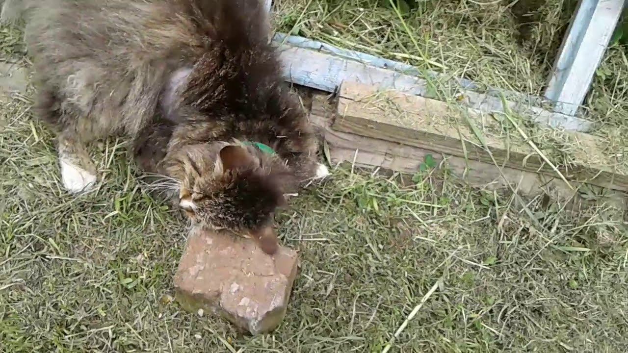 Плюшка оказалась Плюхом Валя Валентином #коты #моипитомцы #загороднаяжизнь #cats #mypets