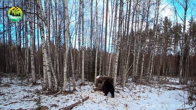 Бурый медведь в заповеднике "Кивач". 05.04.2025