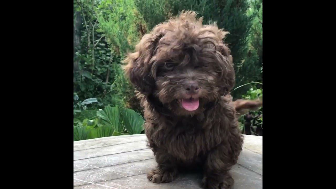 Очень красивый мальчик породы собак Русская цветная болонка #russkayatsvetnayabolonka #maltipoo