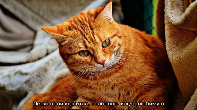 Как назвать рыжую кошку-оригинальные имена