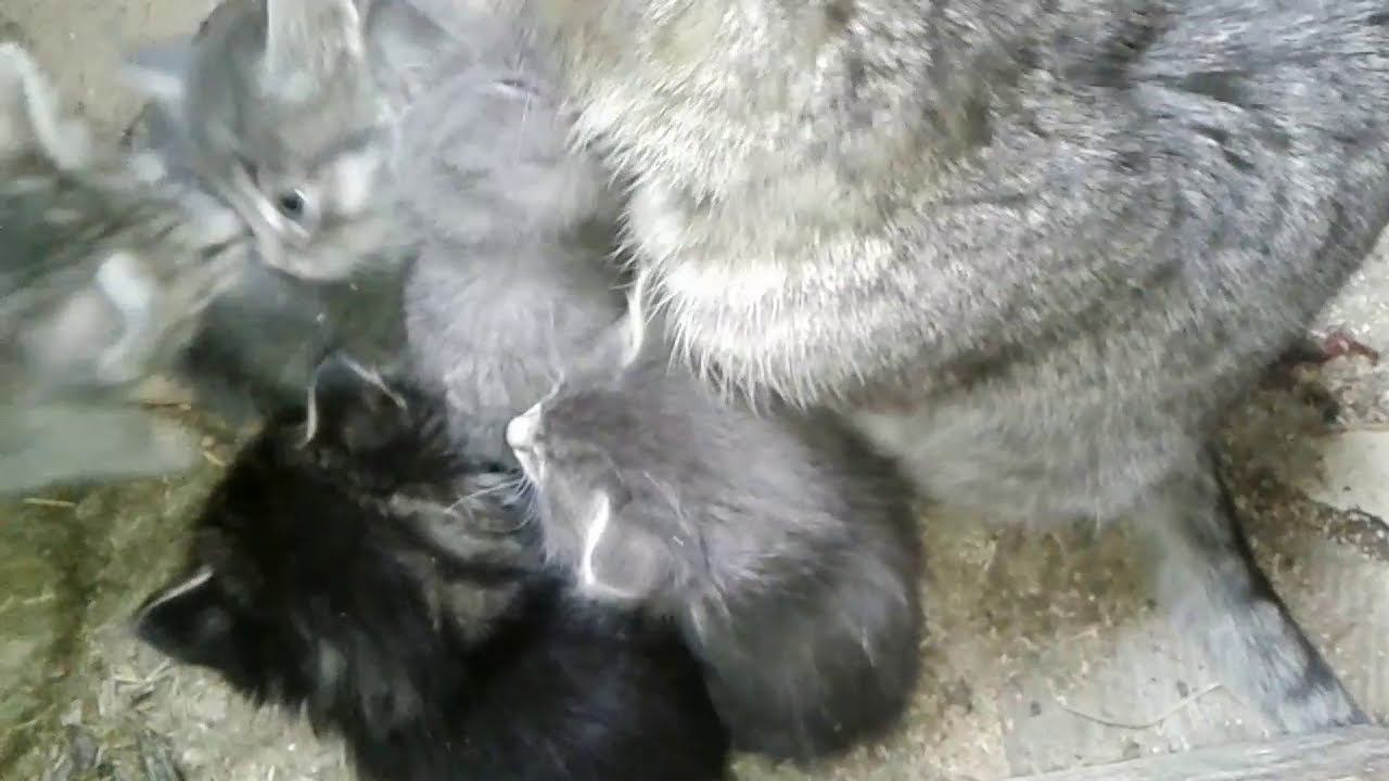 Родились котята Мурка отблагодарила Просто мило #котята #кошка #kittens #cat #mypet #моипитомцы