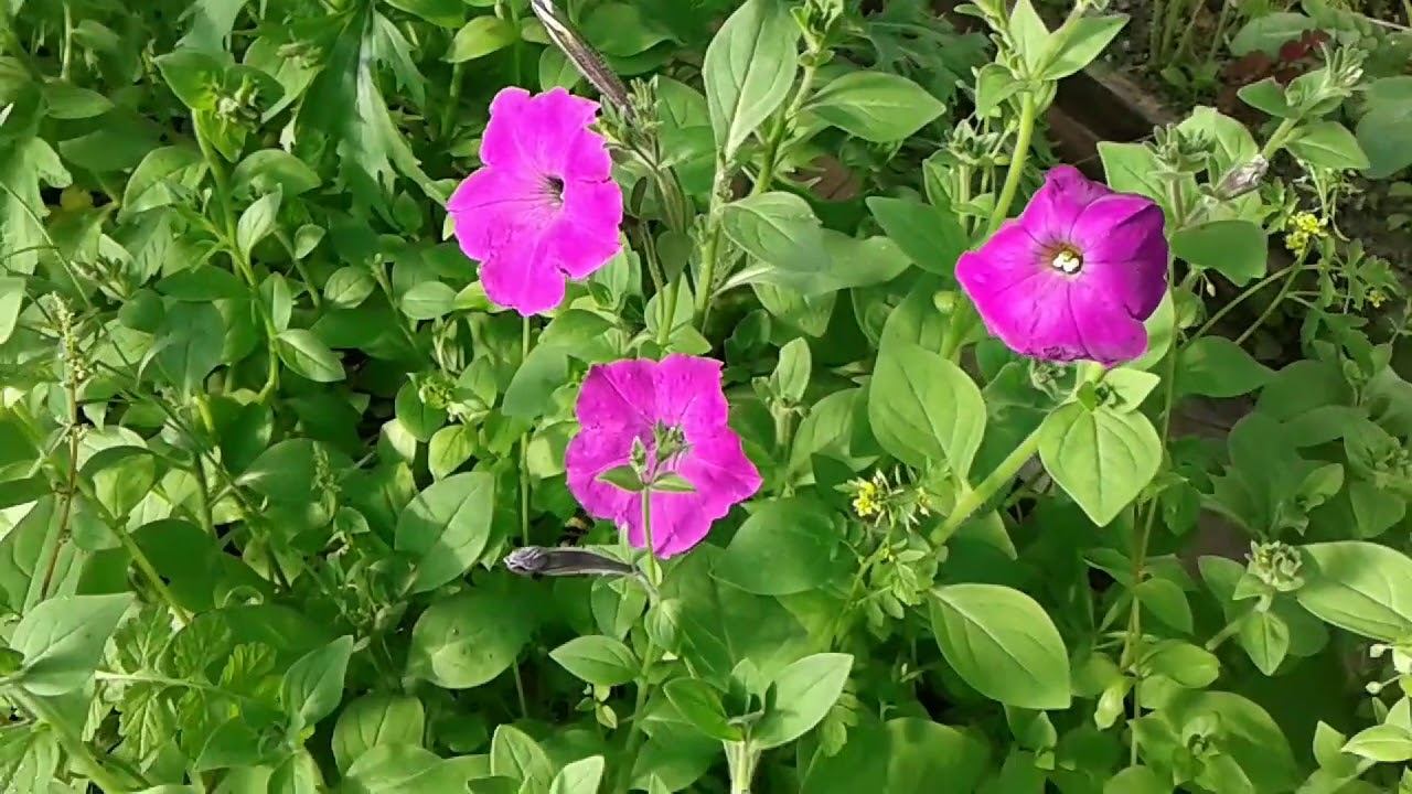 Обзор моего сада - огорода в июне 2020 #мойсад #обзорогорода #обзорсада #overview