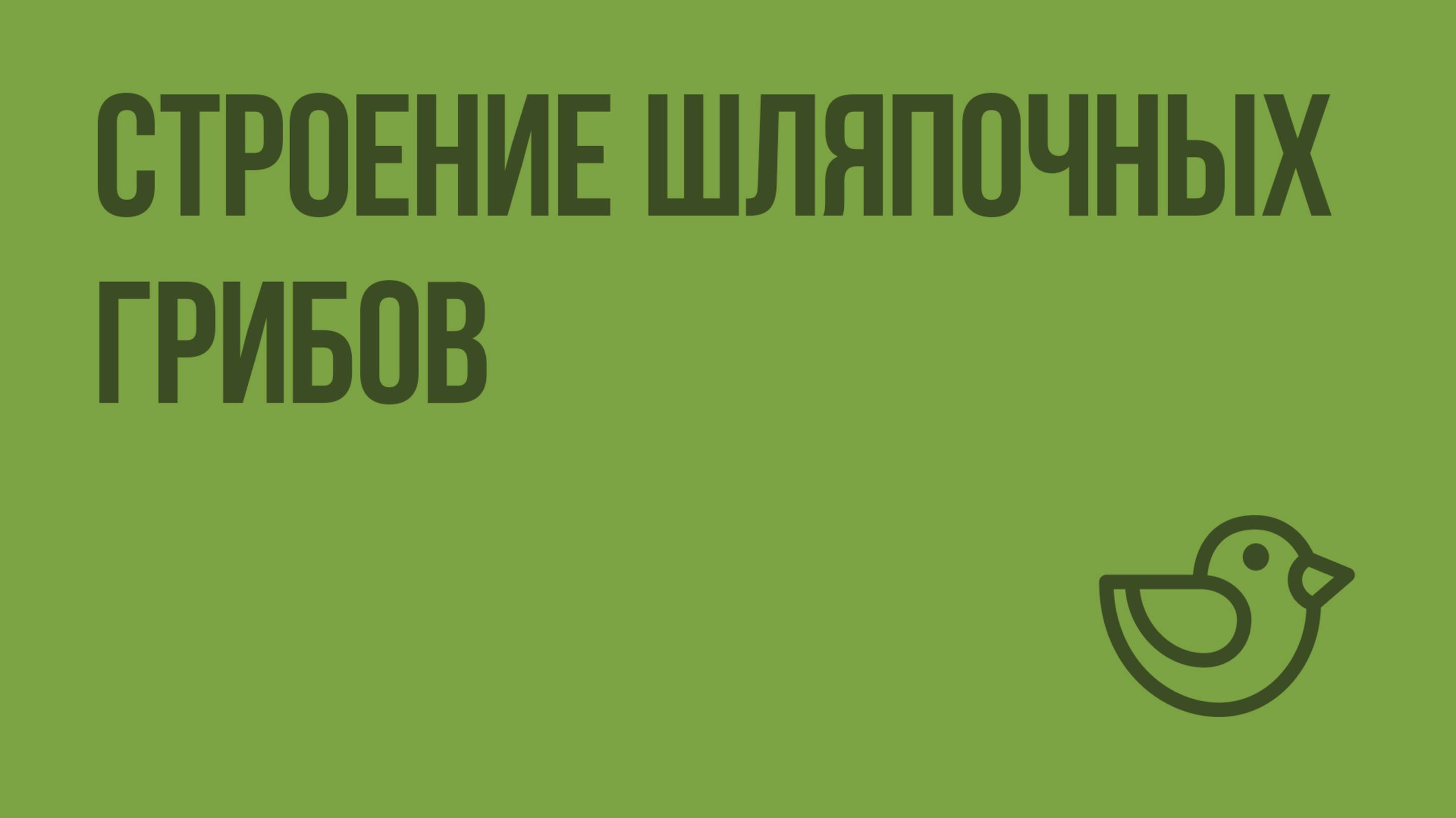 Строение шляпочных грибов. Видеоурок по окружающему миру  1 класс