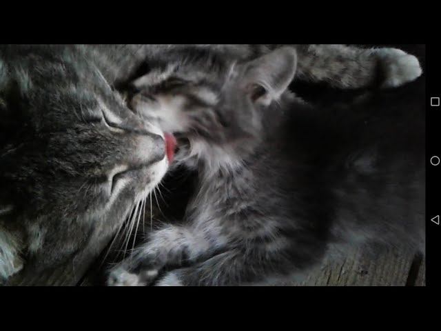 Будни котят Просто милота В конце дня релакс. #котики #котята #cat #kitten #mypet #моипитомцы