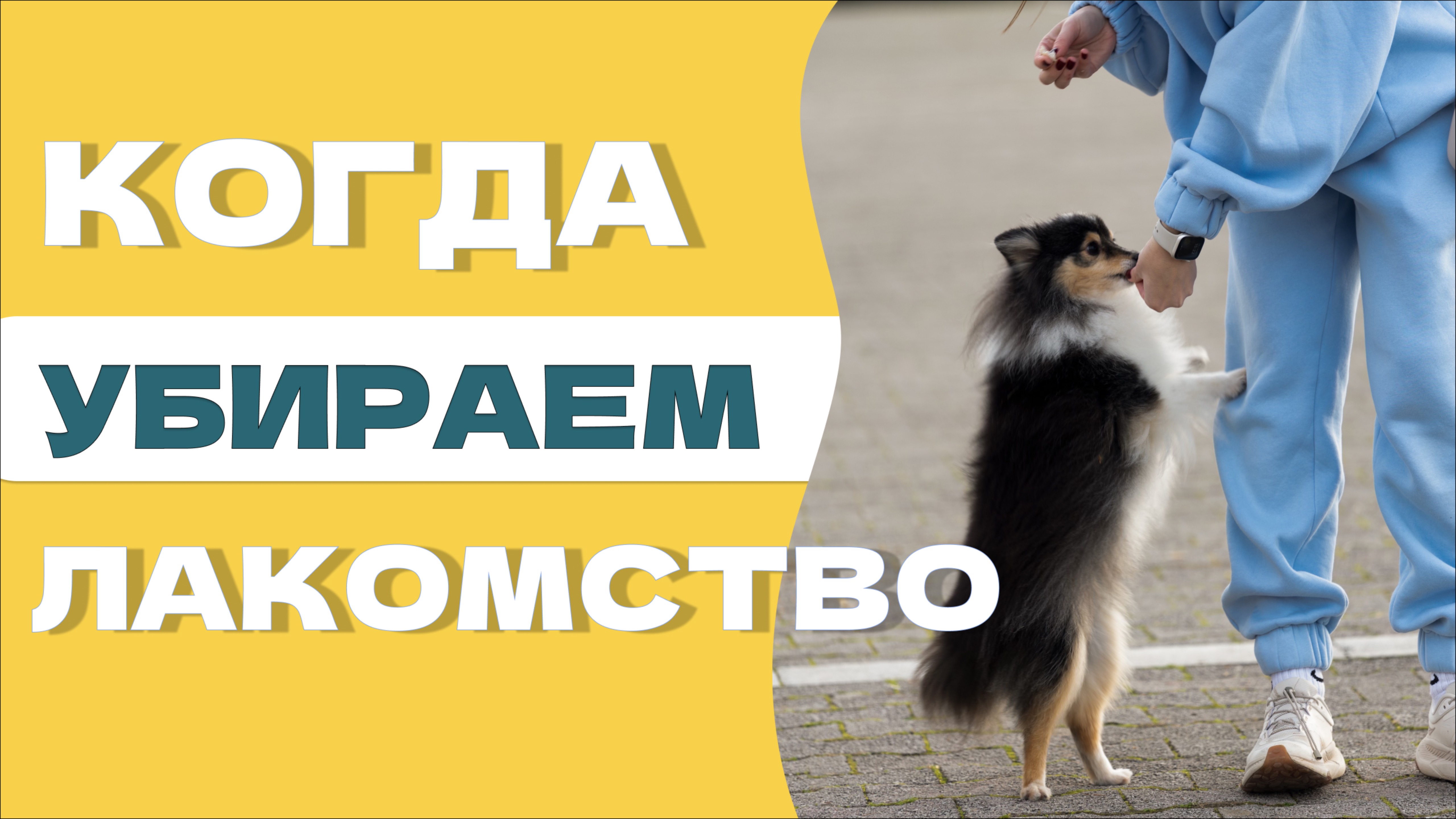 ДРЕССИРОВКА БЕЗ ЛАКОМСТВА? МИФ ИЛИ РЕАЛЬНОСТЬ? разбирает кинолог