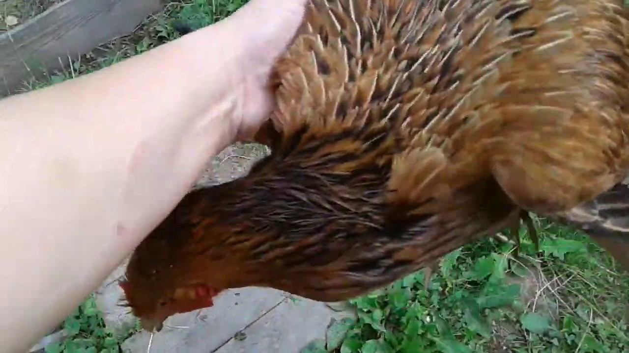 Куры-несушки Утро.#курынесушки #куры #chicken