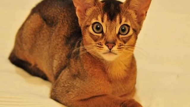 Как назвать серого котенка