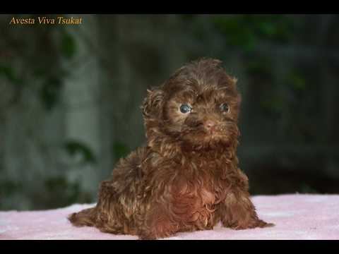 Три братана уже почти взрослые...