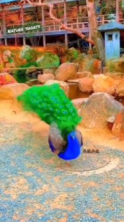 Peacock and beautiful Monsoon.#beautiful #nature #photography #trending #shorts