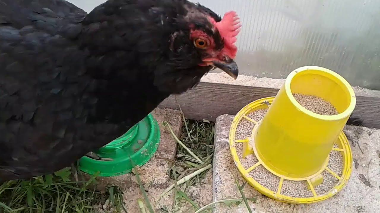 Цыплята на прогулке #цыплята #брудер  #наседка #chikens #broodуhen #моехозяйство #прогулка