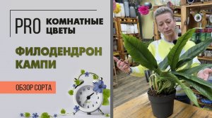 Филодендрон Кампи. Обзор сорта. Рельефные листья. Мощное неприхотливое растение для дома и офиса.